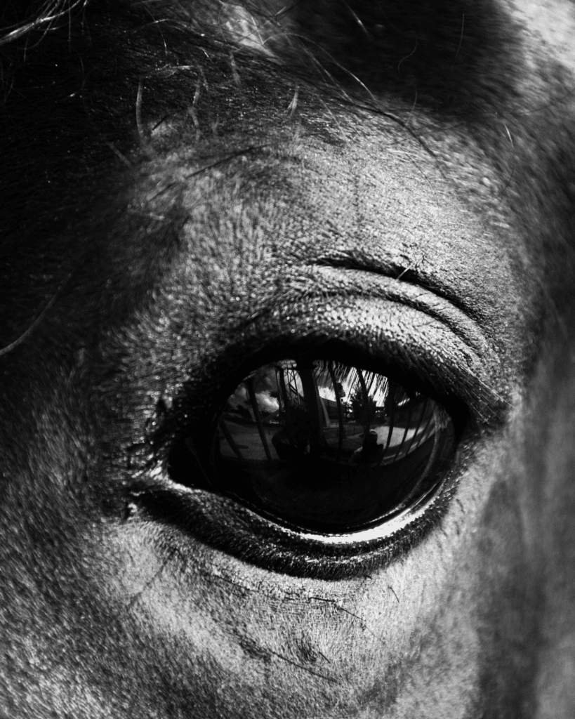 Al trote de un caballo en el páramo | Plenamar